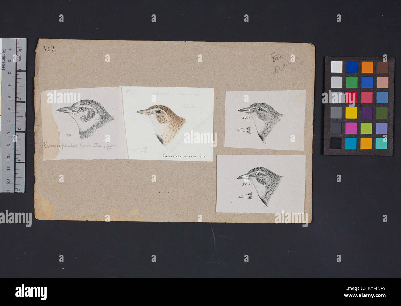 Illustration of a bird head drawn by Robert Ridgway, a renowned ...