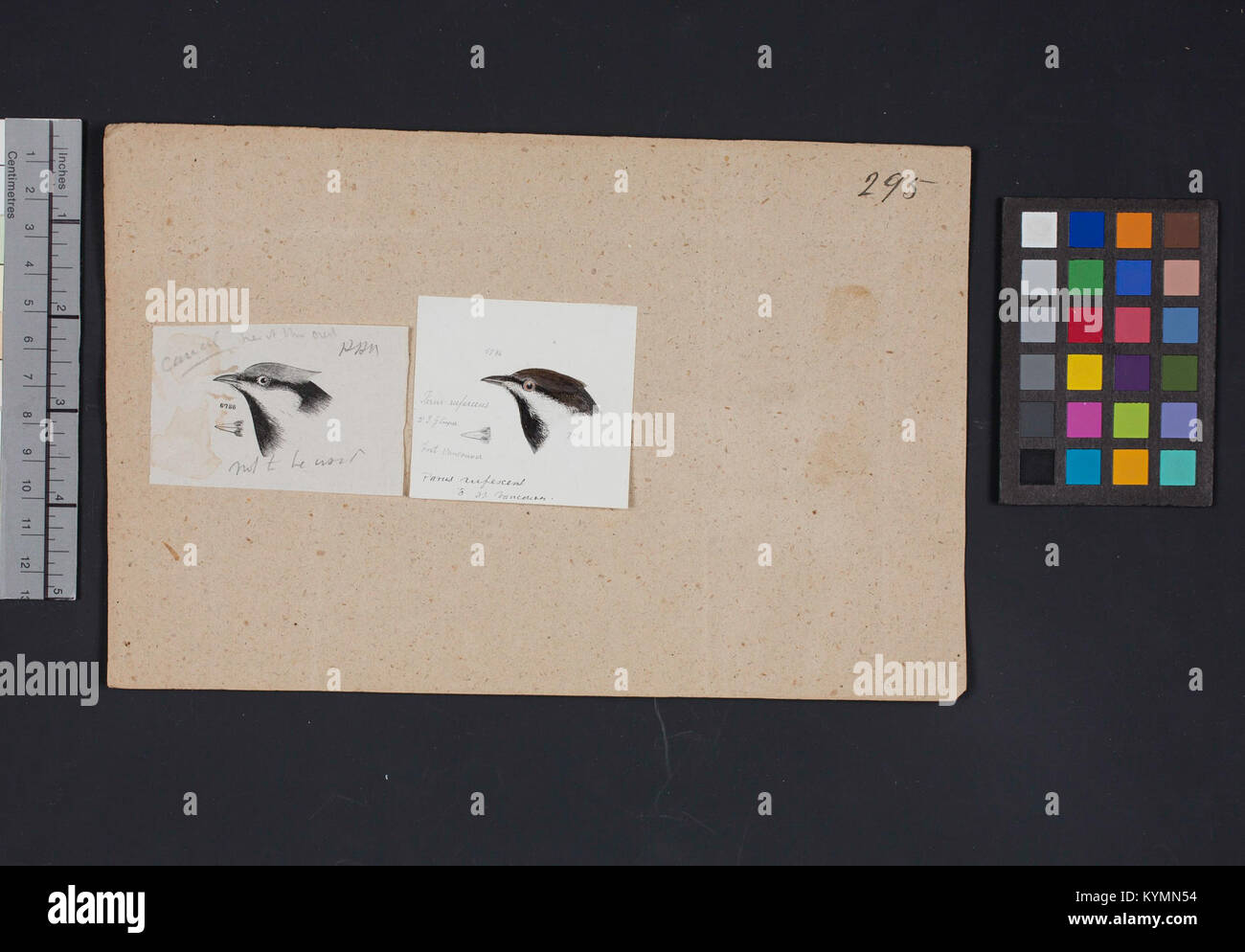 A bird head drawing by Robert Ridgway, a famous American ornithologist ...