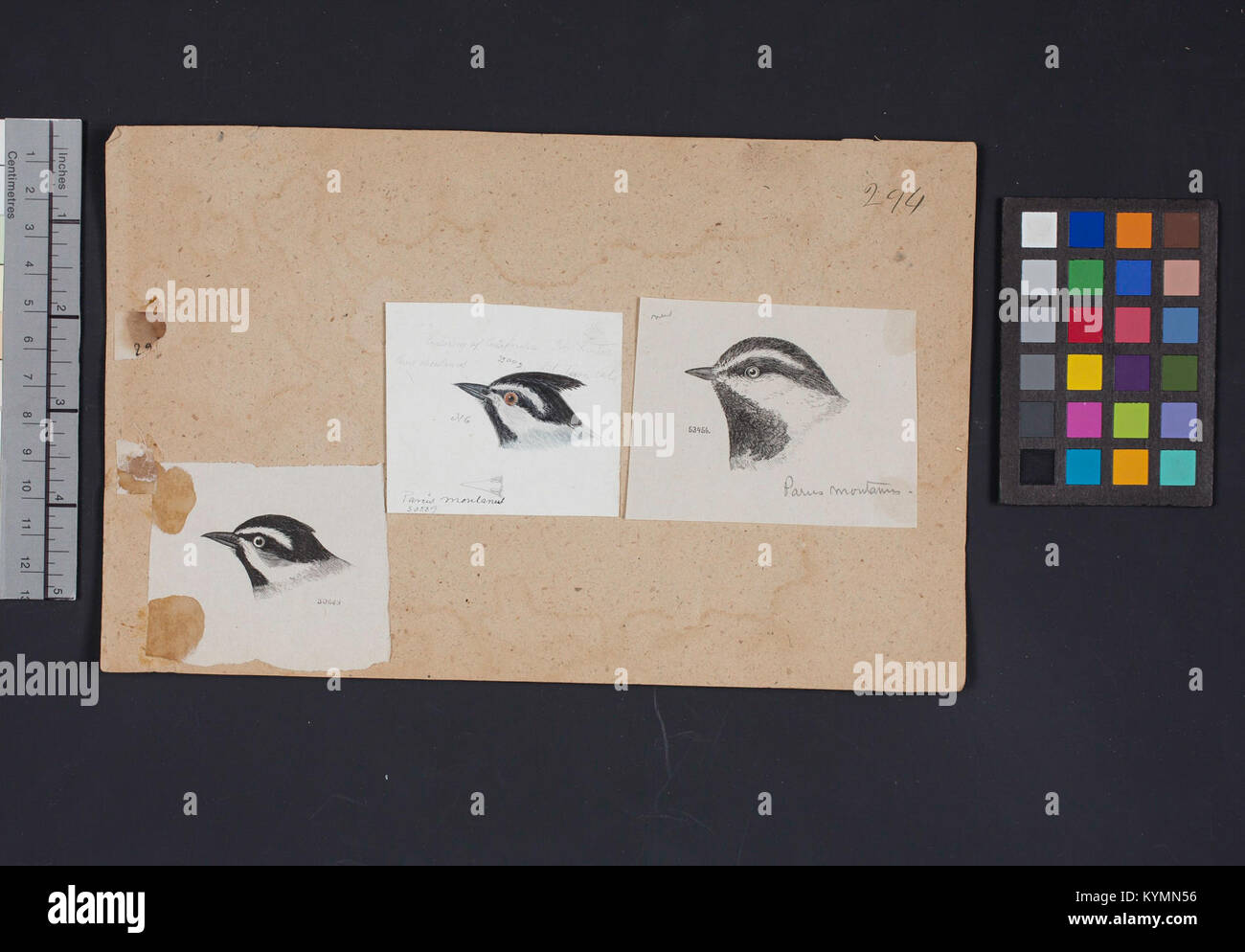A detailed bird head drawing by Robert Ridgway, featured in the ...