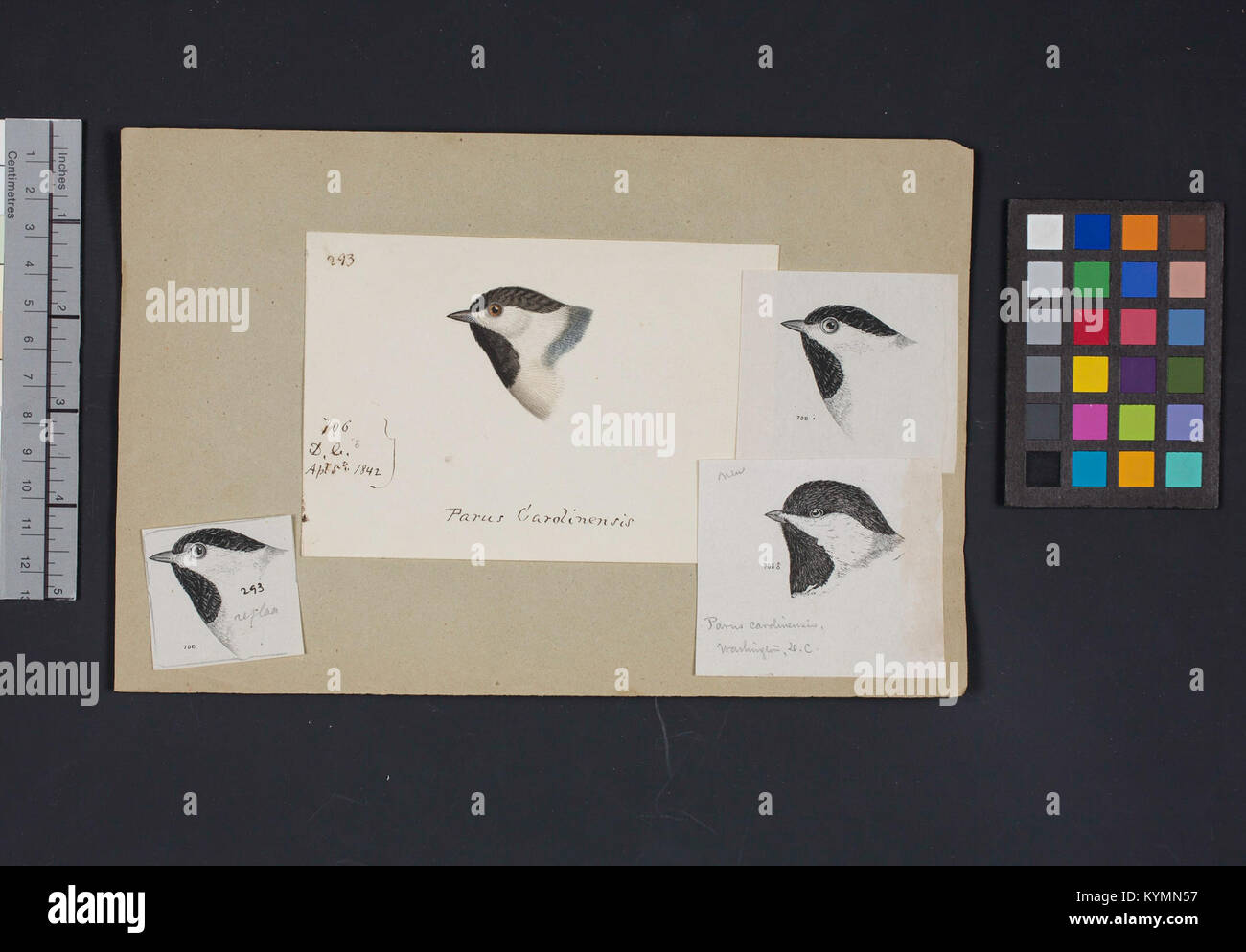 A bird head illustration by Robert Ridgway, a noted ornithologist ...