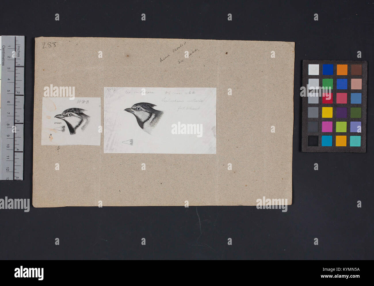A drawing of a bird's head by Robert Ridgway, an American ornithologist ...