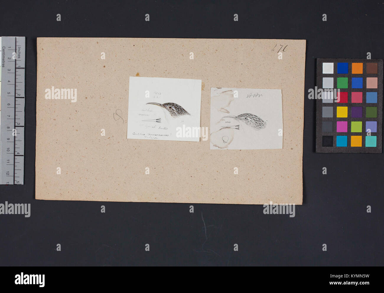 A drawing by Robert Ridgway, a noted ornithologist, illustrating the ...