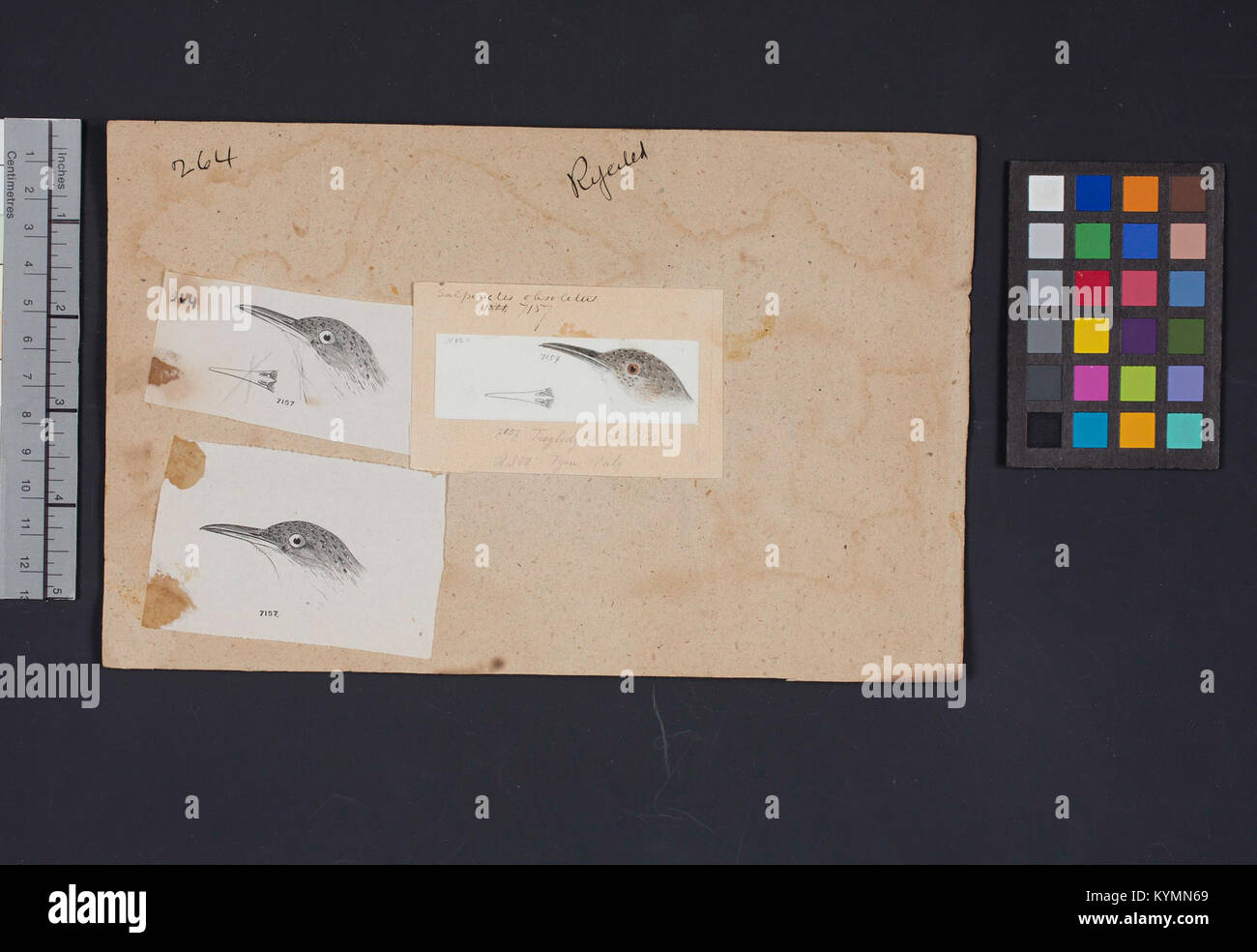 A detailed illustration of a bird's head by Robert Ridgway, a prominent ...