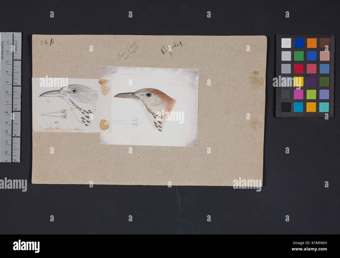A detailed illustration by Robert Ridgway showing a bird head, created ...