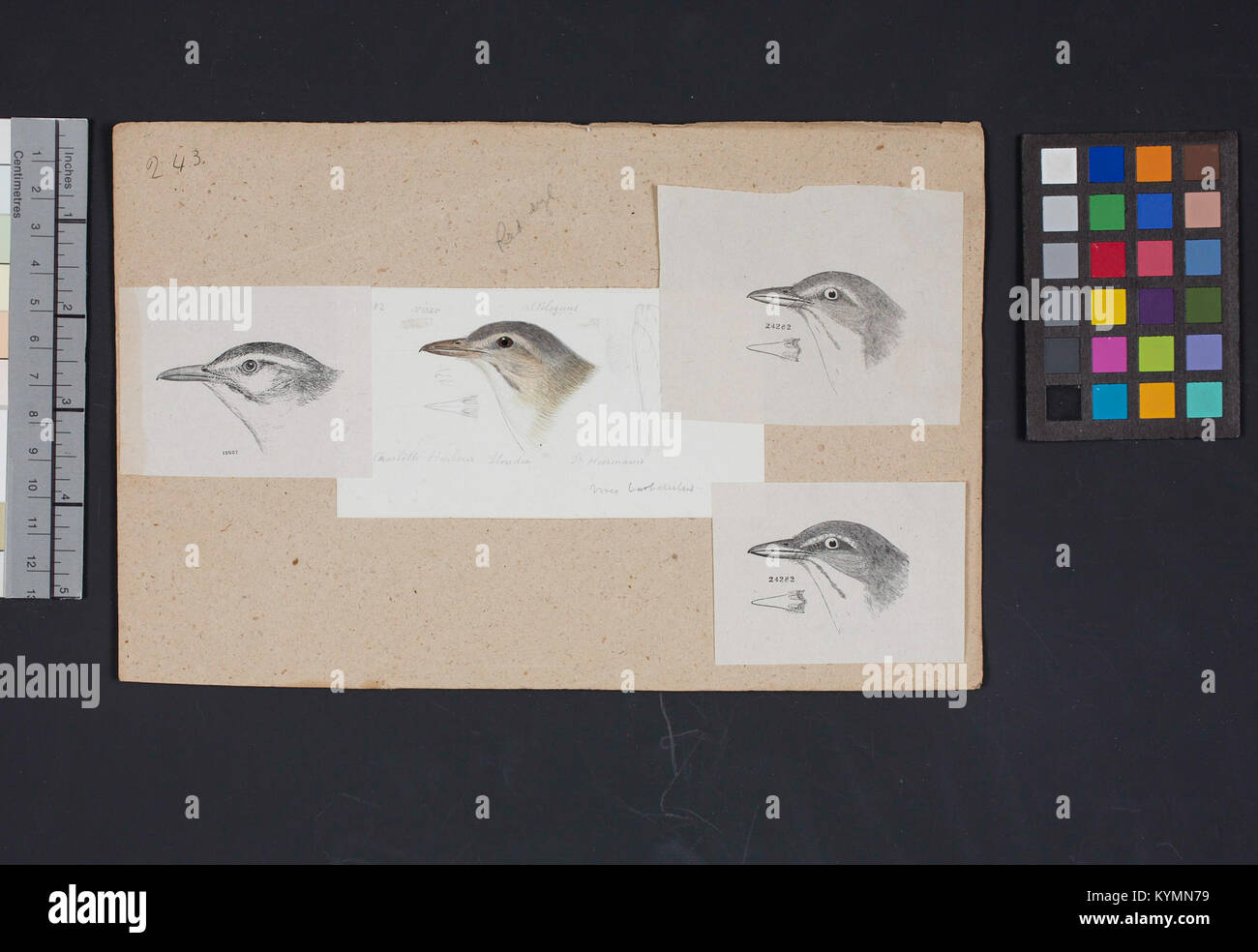 A bird head drawing by Robert Ridgway, part of his significant work in ornithology. This ...