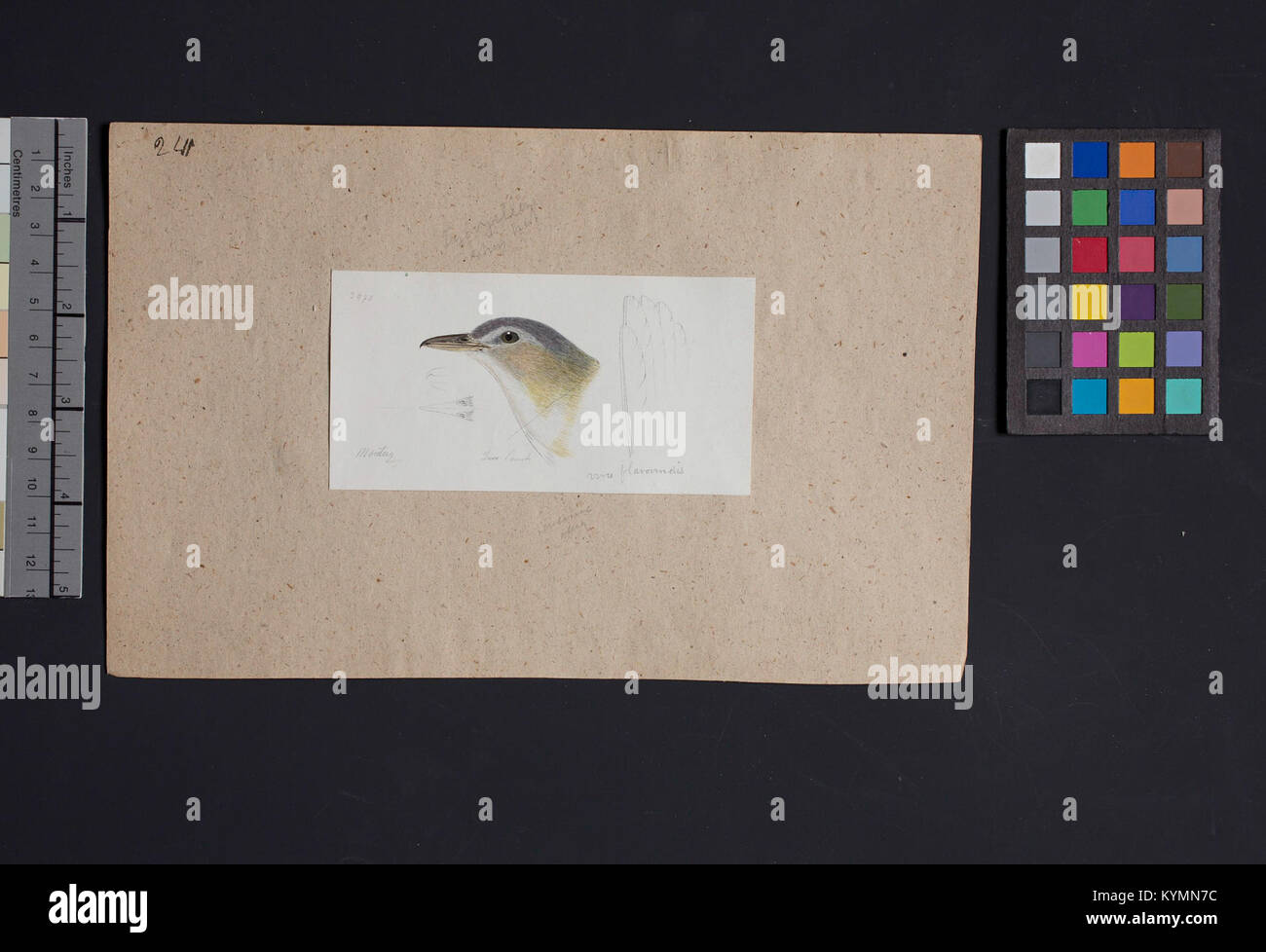 A bird head drawing by Robert Ridgway, an ornithologist known for his ...