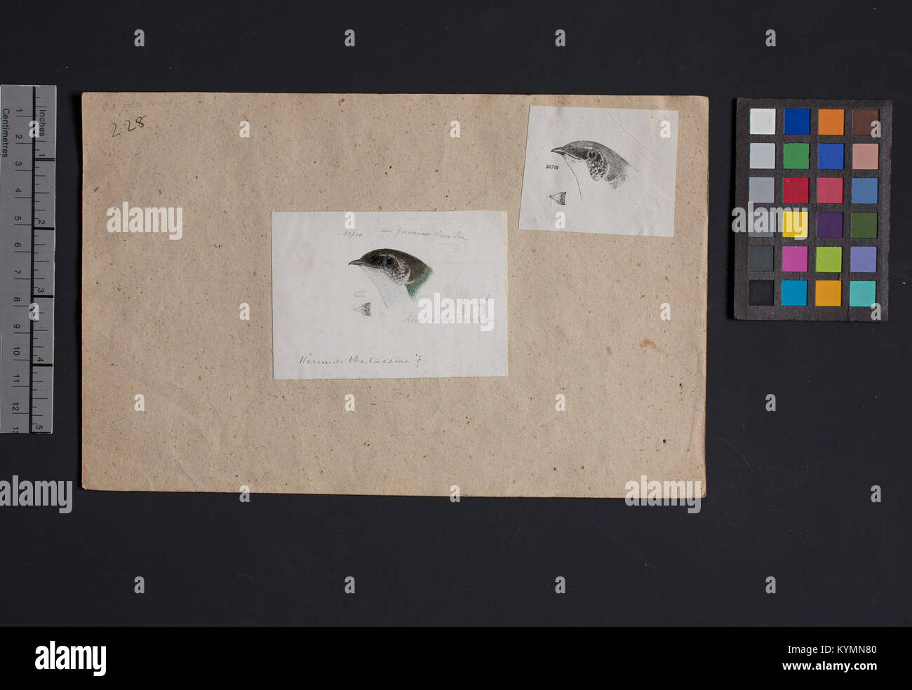 A bird head drawing by Robert Ridgway, a notable ornithologist and ...