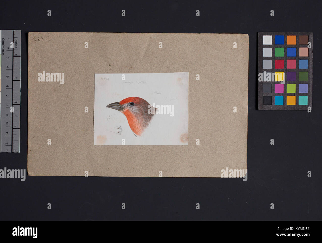 Another bird head drawing by Robert Ridgway, a notable ornithologist ...