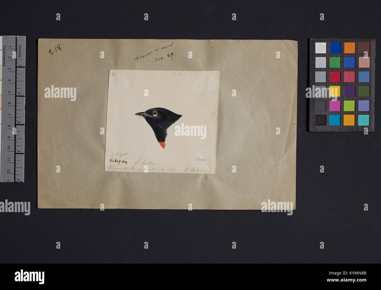 Drawing of a bird's head by Robert Ridgway, an influential ...