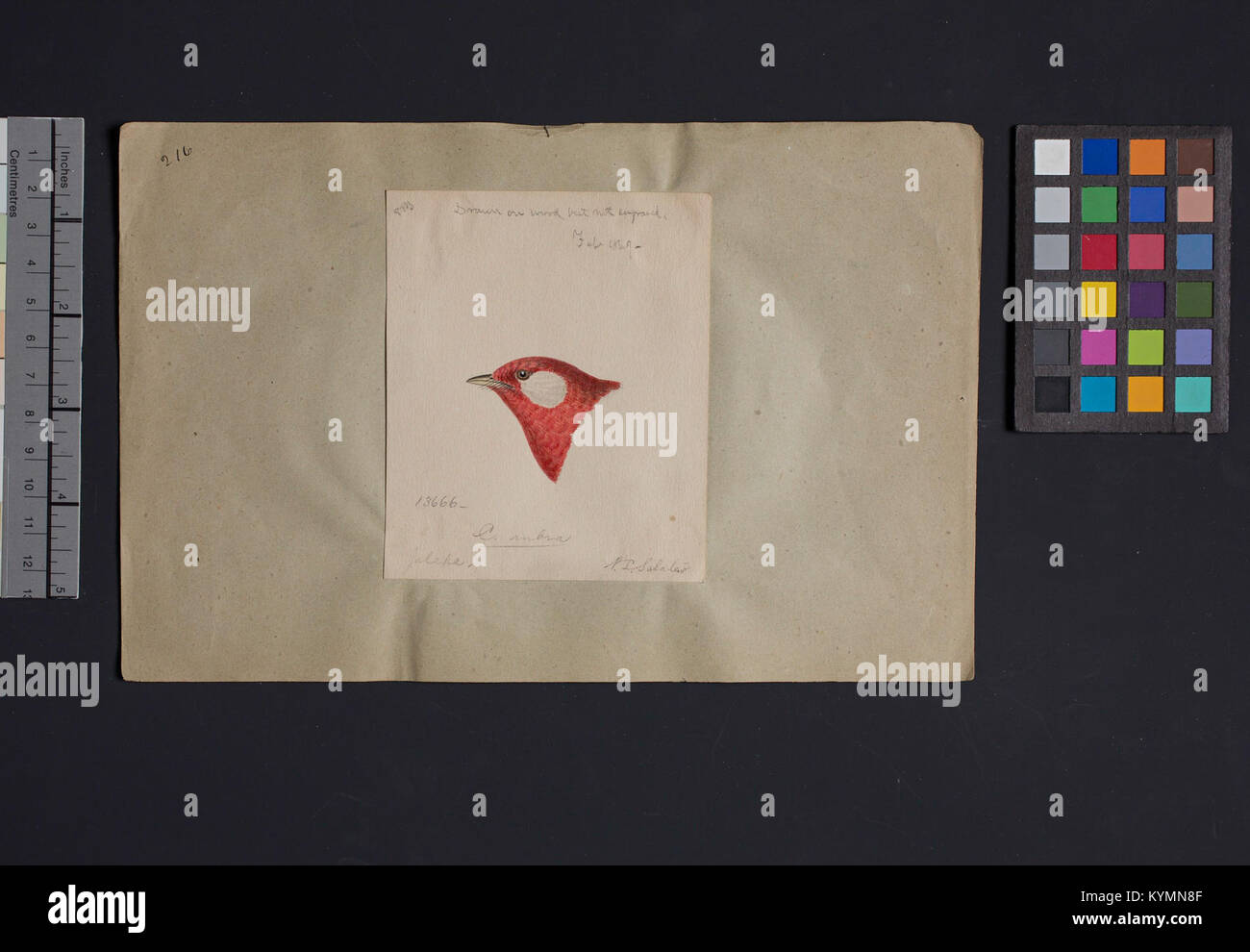 A reproduction of a bird head drawing by Robert Ridgway, a prominent ...