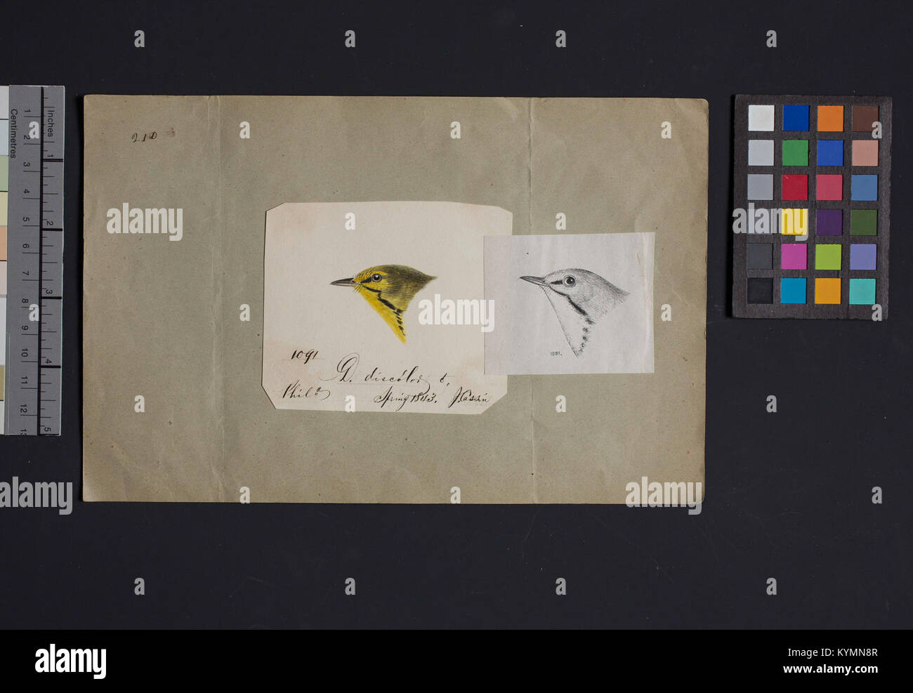 An illustration by Robert Ridgway showing a bird head, created for ...