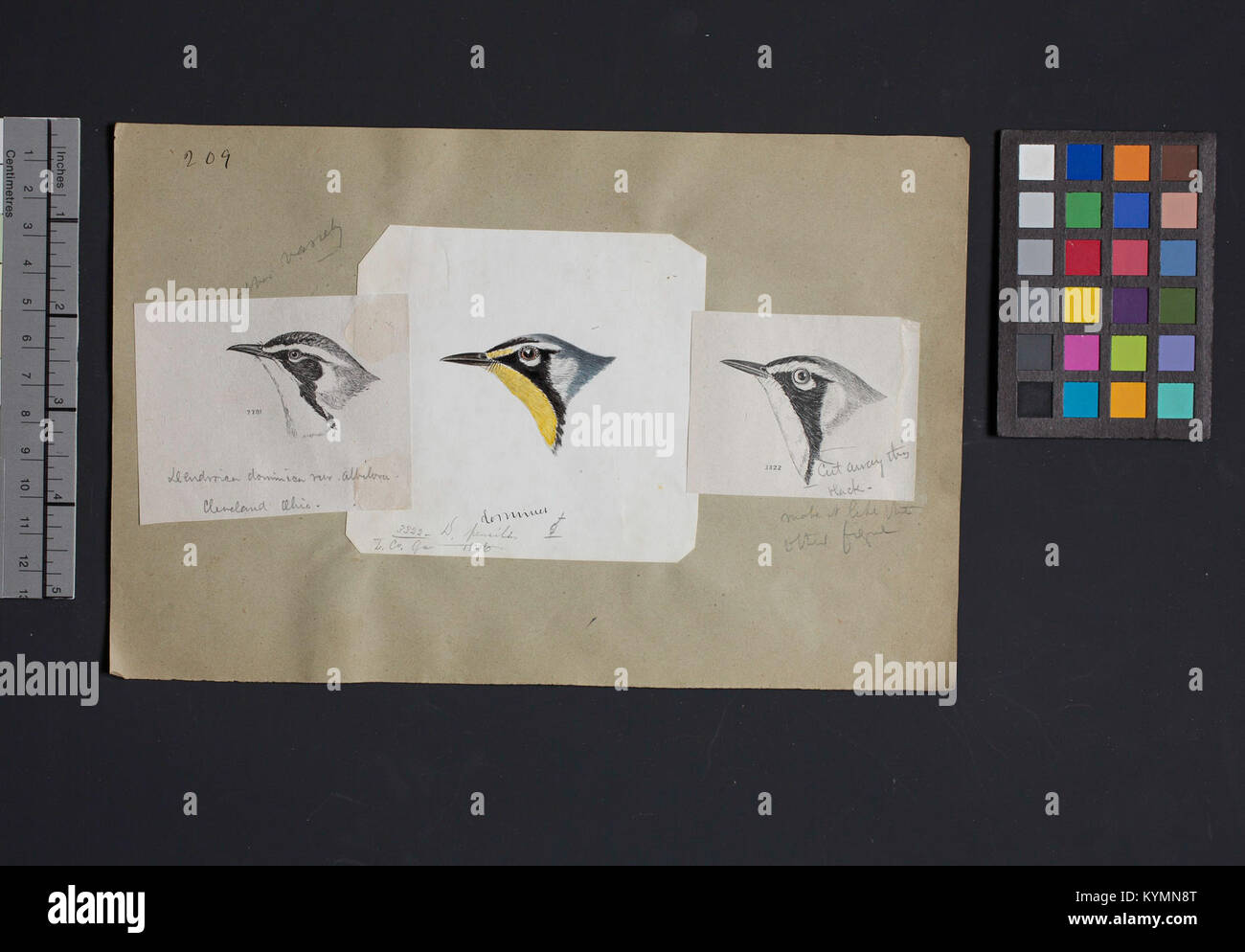 A detailed drawing of a bird head by Robert Ridgway, an ornithologist ...