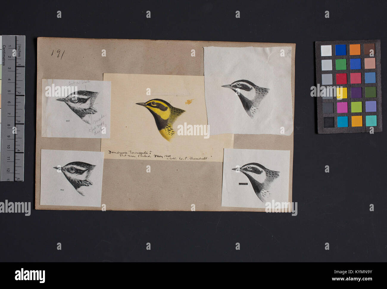 Illustration of a bird head drawing by Robert Ridgway, an influential ...