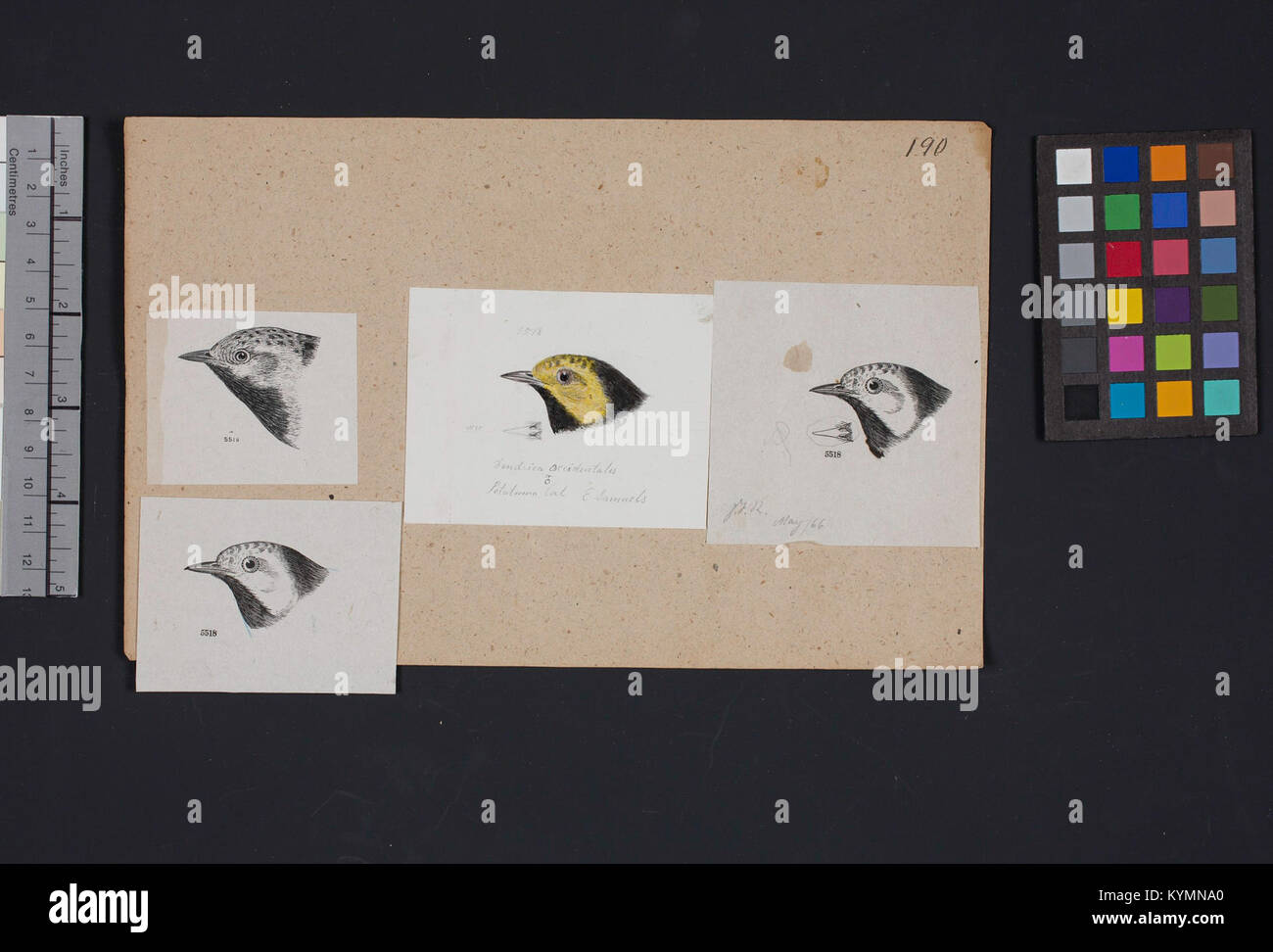 A historical bird head drawing by Robert Ridgway, created for the 2015 ...