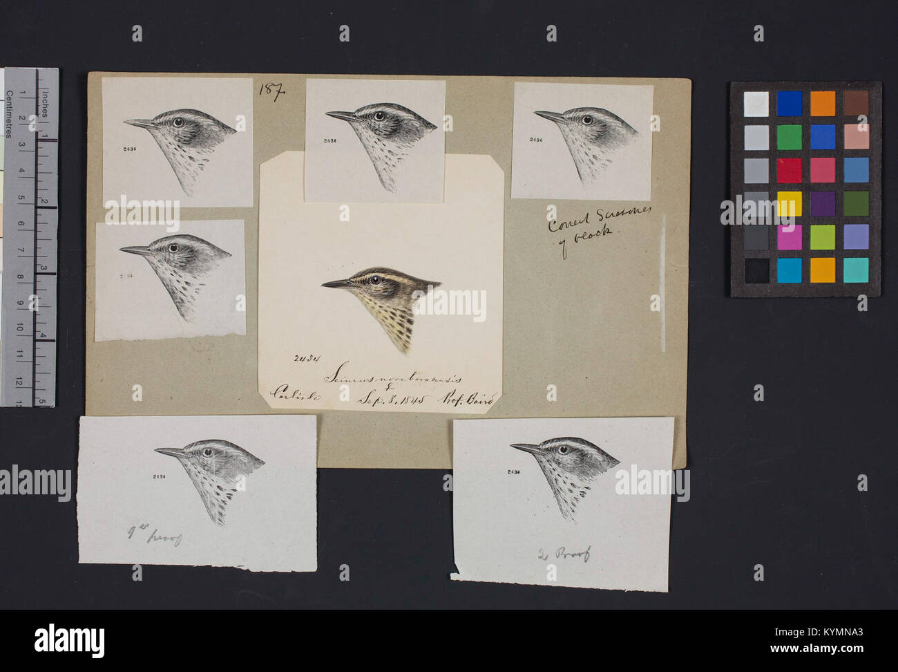 A reproduction of a bird head drawing by Robert Ridgway, a renowned ...