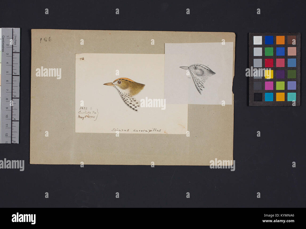 A drawing of a bird's head by Robert Ridgway, a prominent American ...