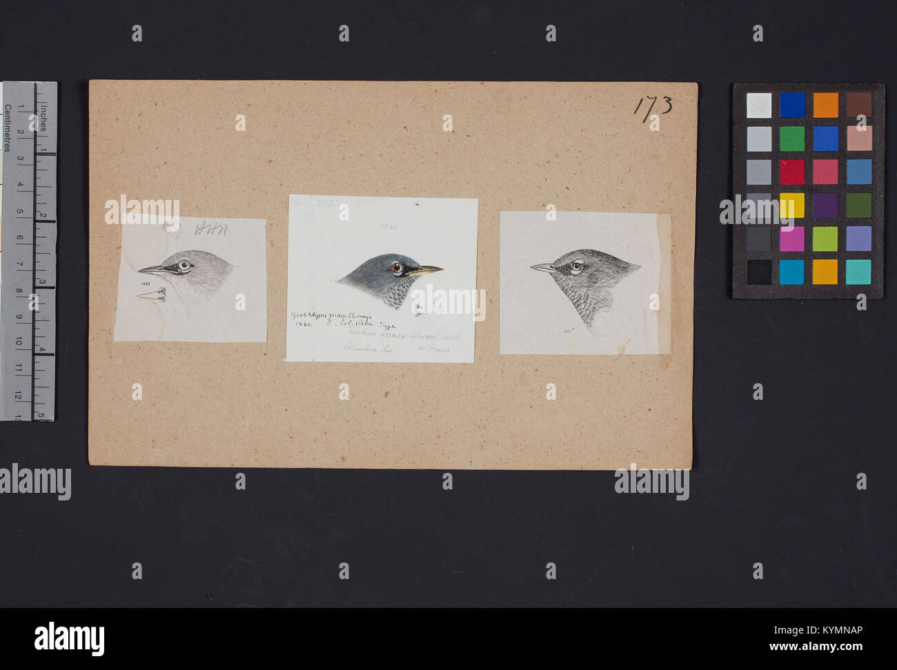 A detailed bird head drawing by Robert Ridgway, showcasing the ...