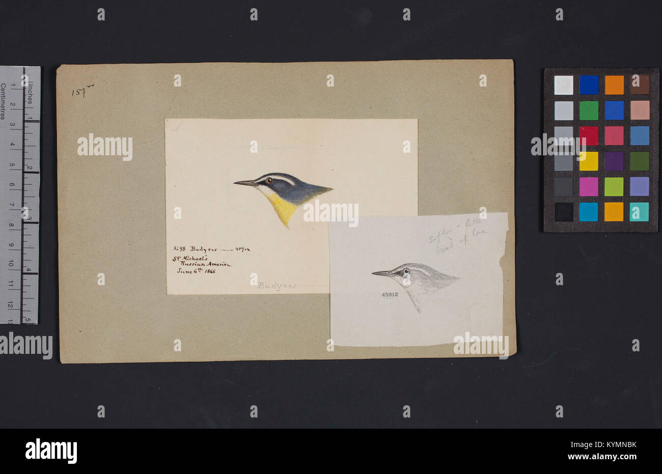 A historical bird head drawing by Robert Ridgway, created in 2015. The ...