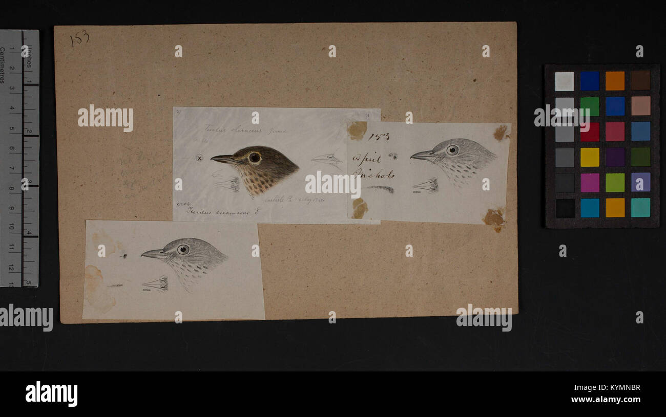 A detailed illustration of a bird's head by Robert Ridgway, an ...