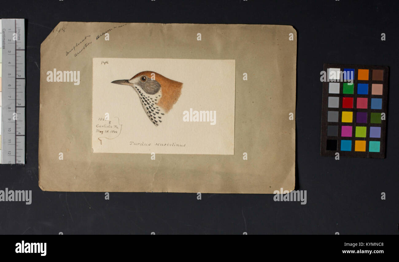 Illustration of a bird head drawing by Robert Ridgway, an early ...