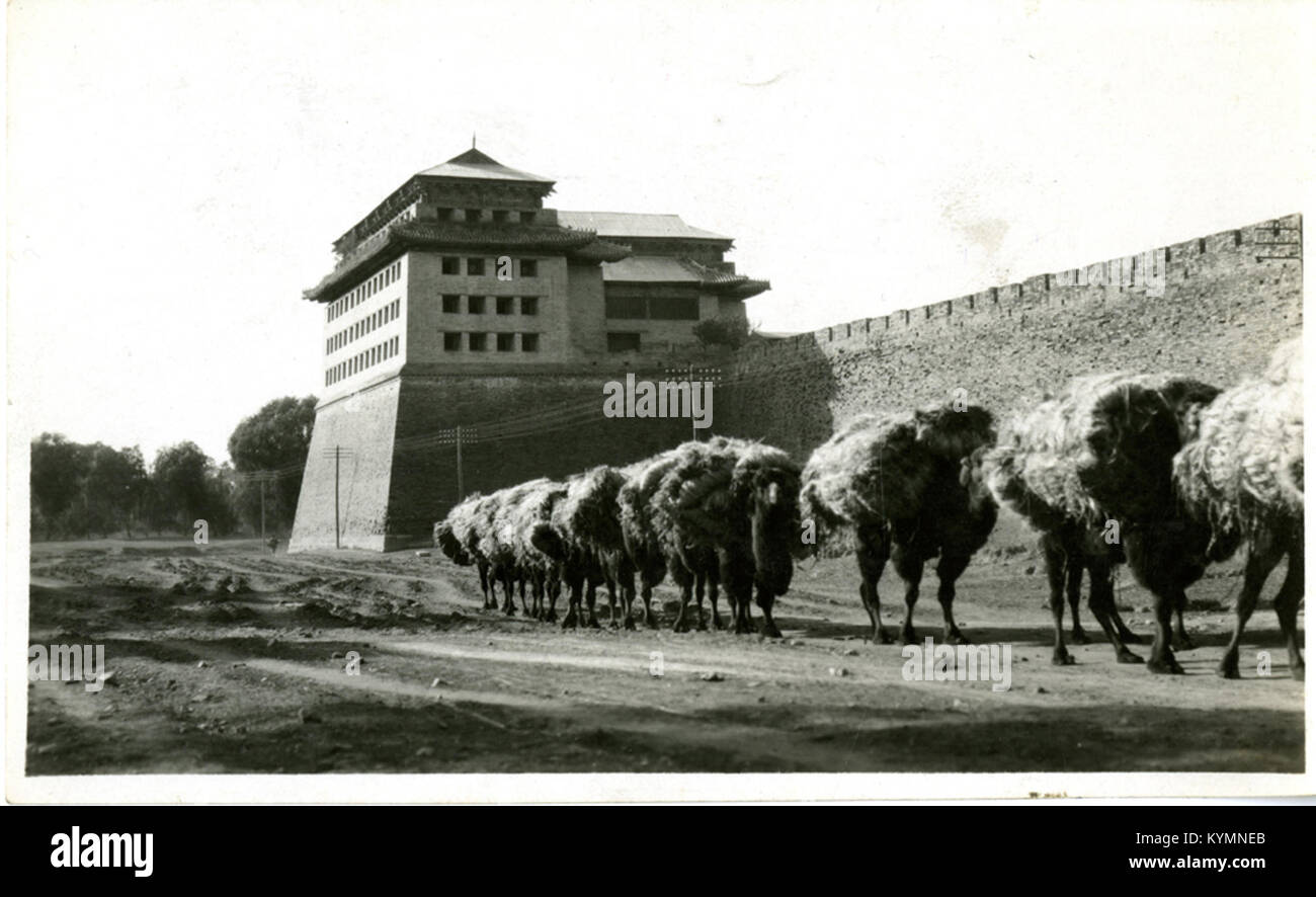 Photograph of a line of camels passing through a scene with telephone ...