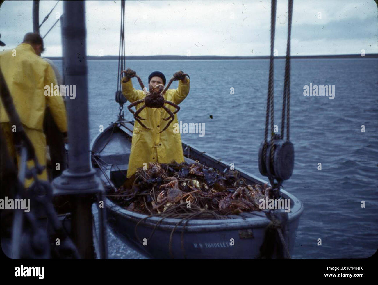 A photograph showing an example of fish caught through gill netting ...