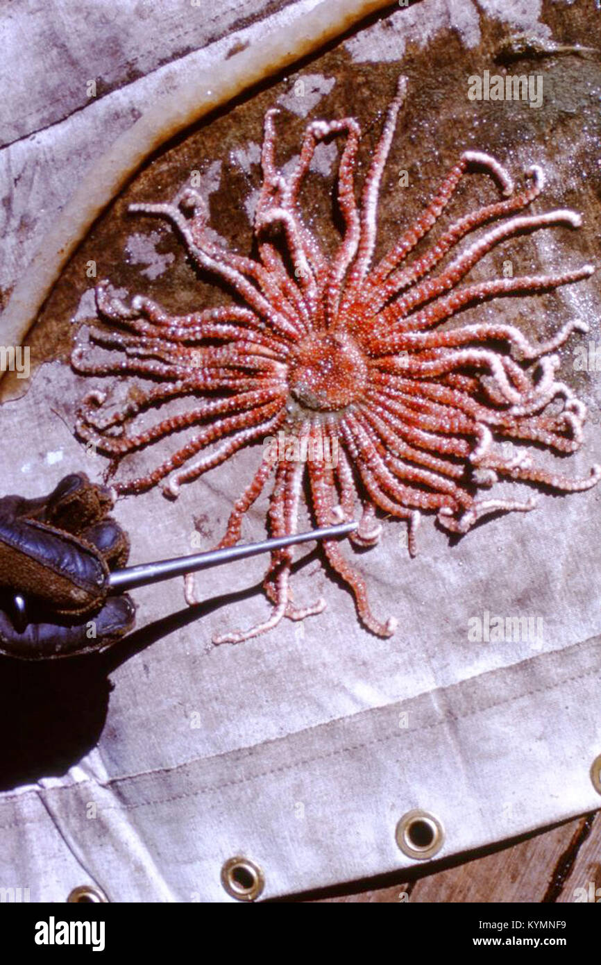 This image depicts a starfish specimen collected off the coast of ...