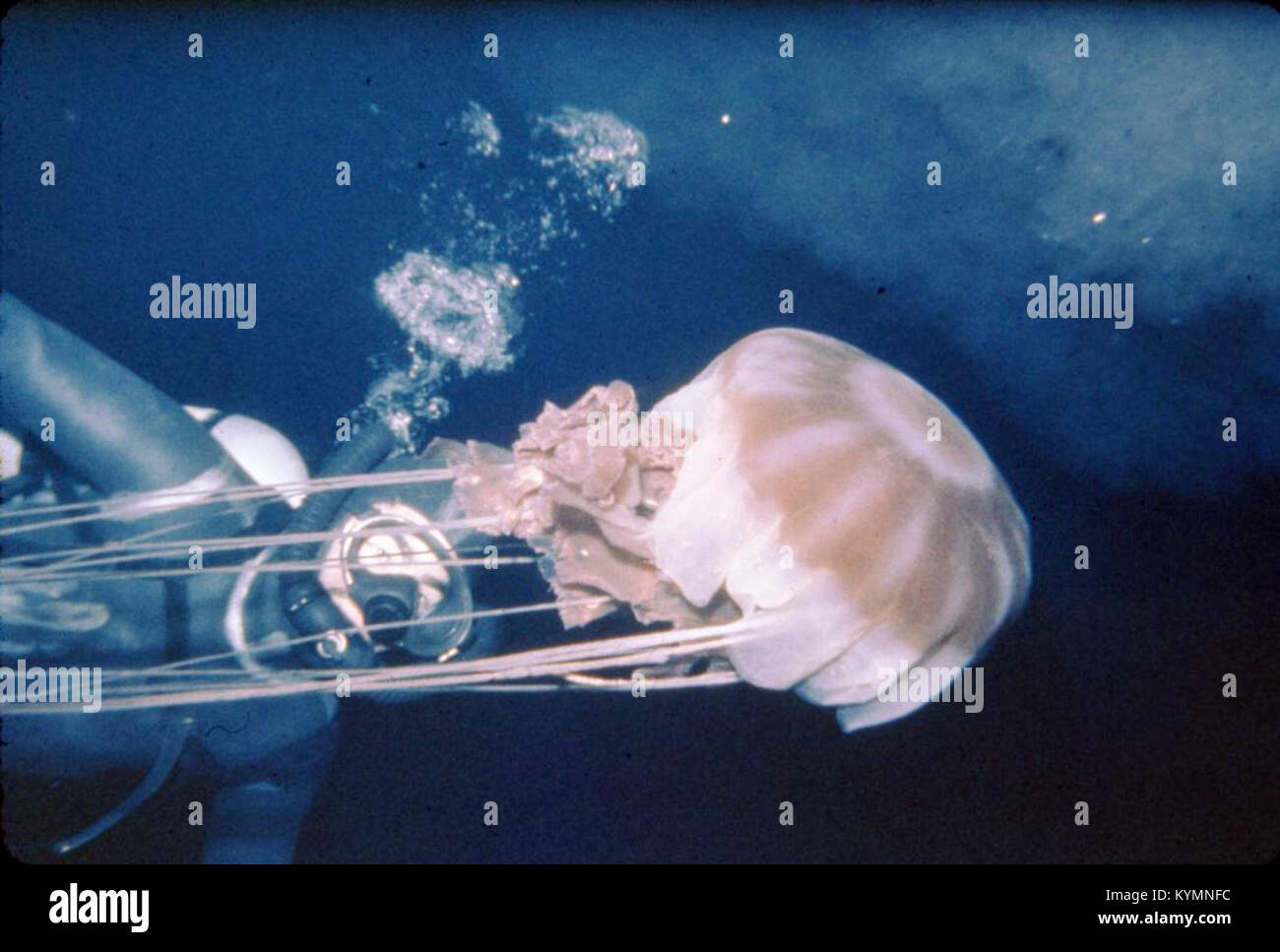 Underwater photography archives hi-res stock photography and images - Alamy