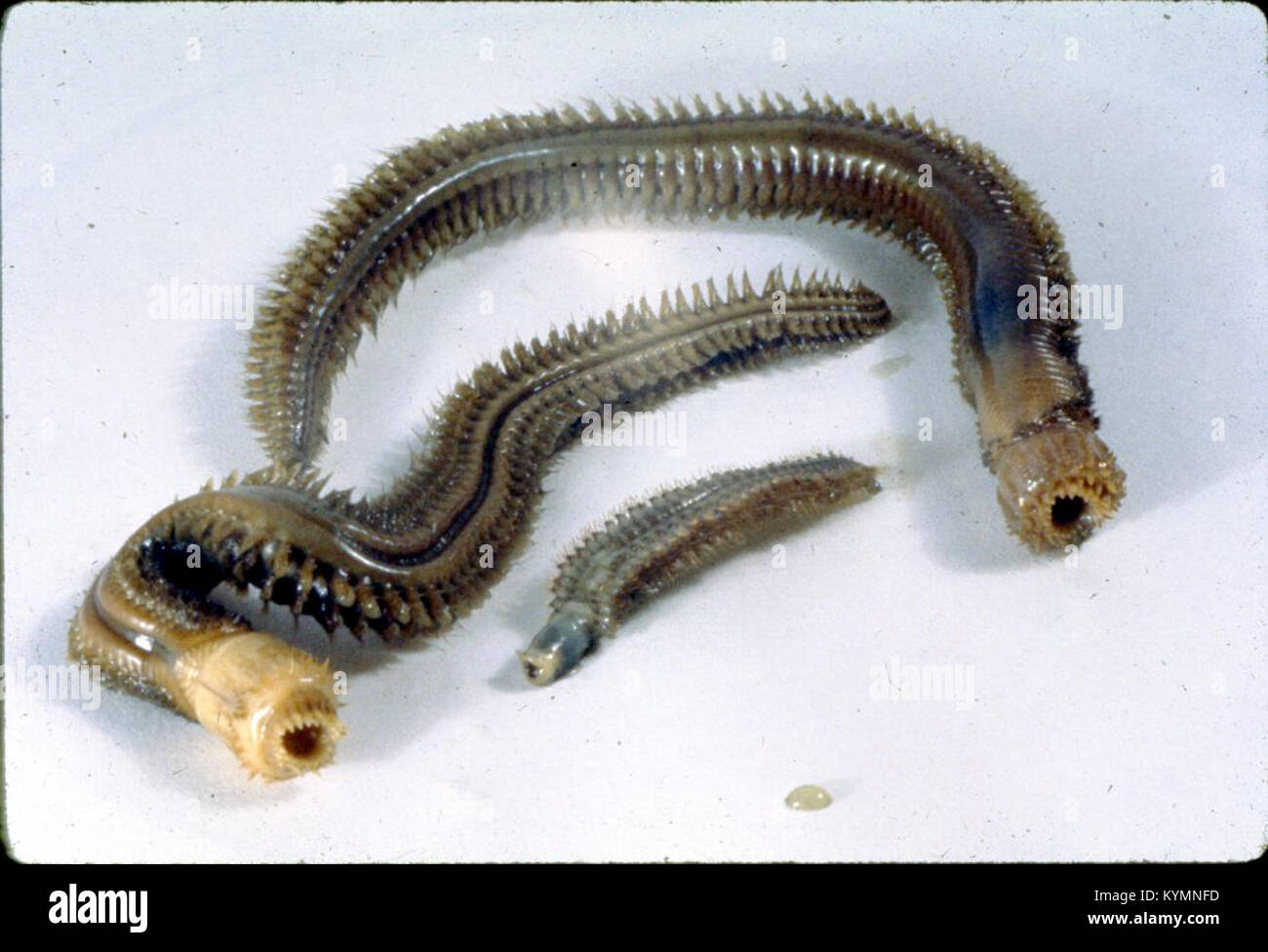 Polychaetes hi-res stock photography and images - Alamy