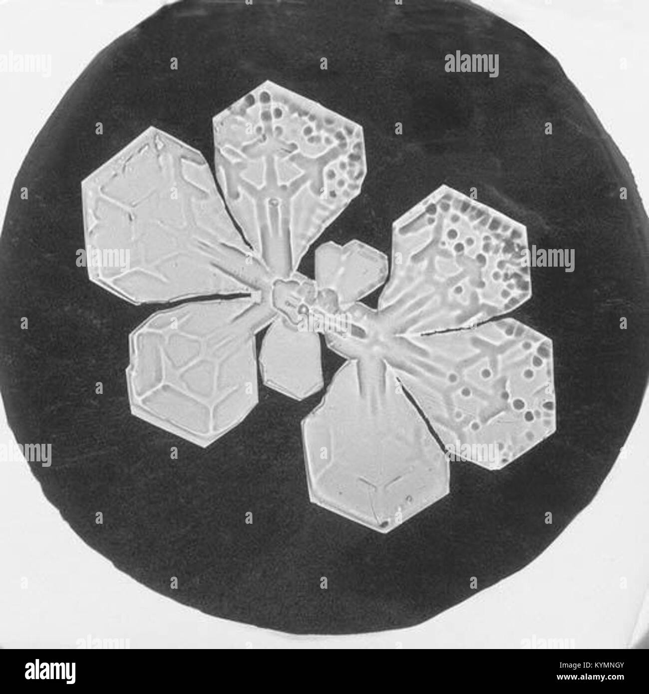 A scientific study of snowflakes, capturing the intricate details and ...