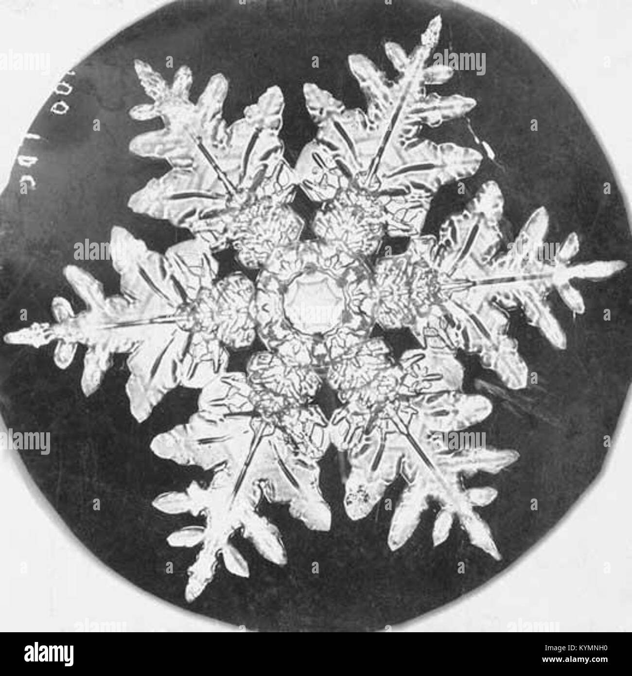 Close-up study of a snowflake, showcasing its intricate and symmetrical ...