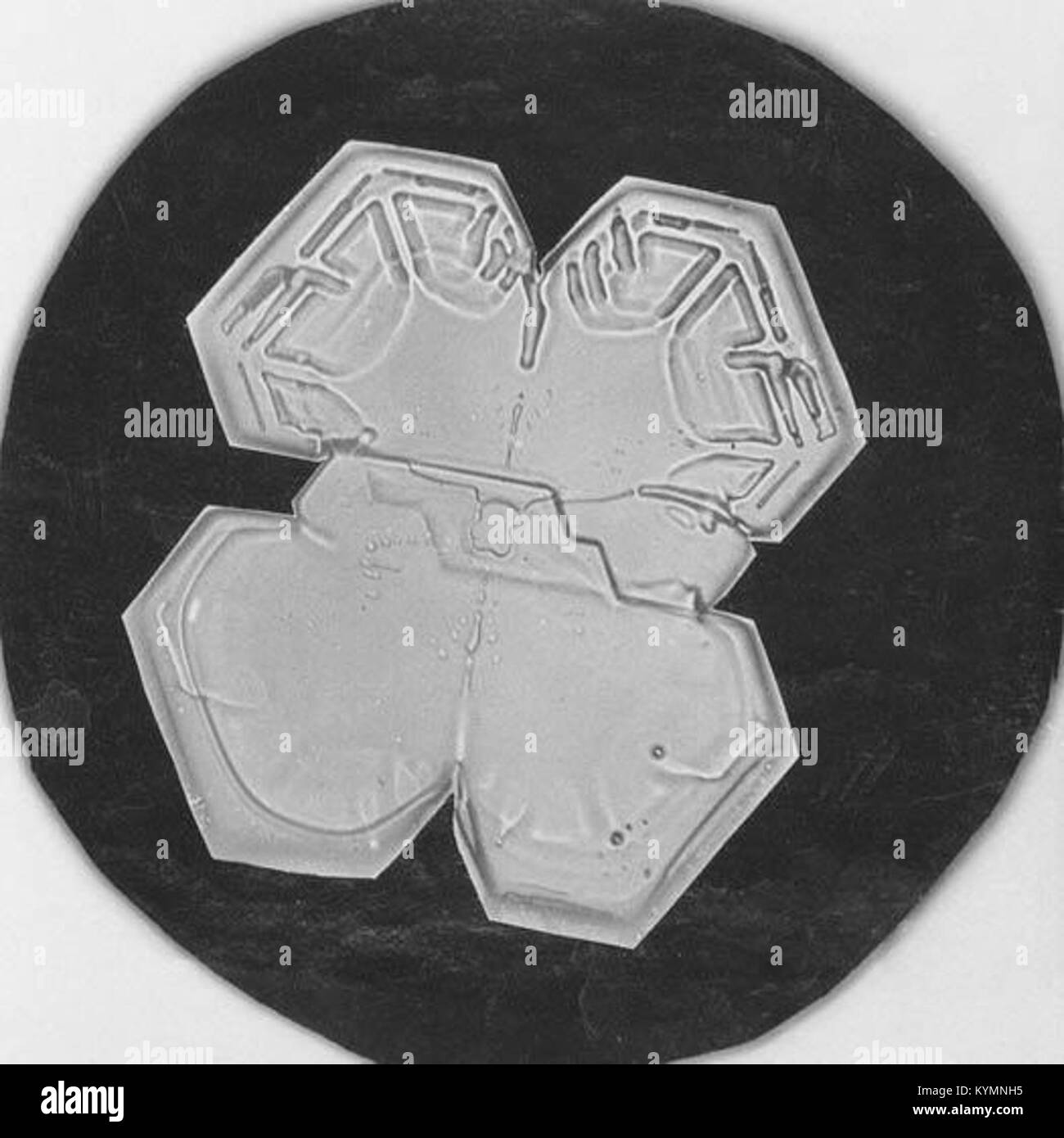 A scientific study of snowflakes, captured in a detailed photograph ...