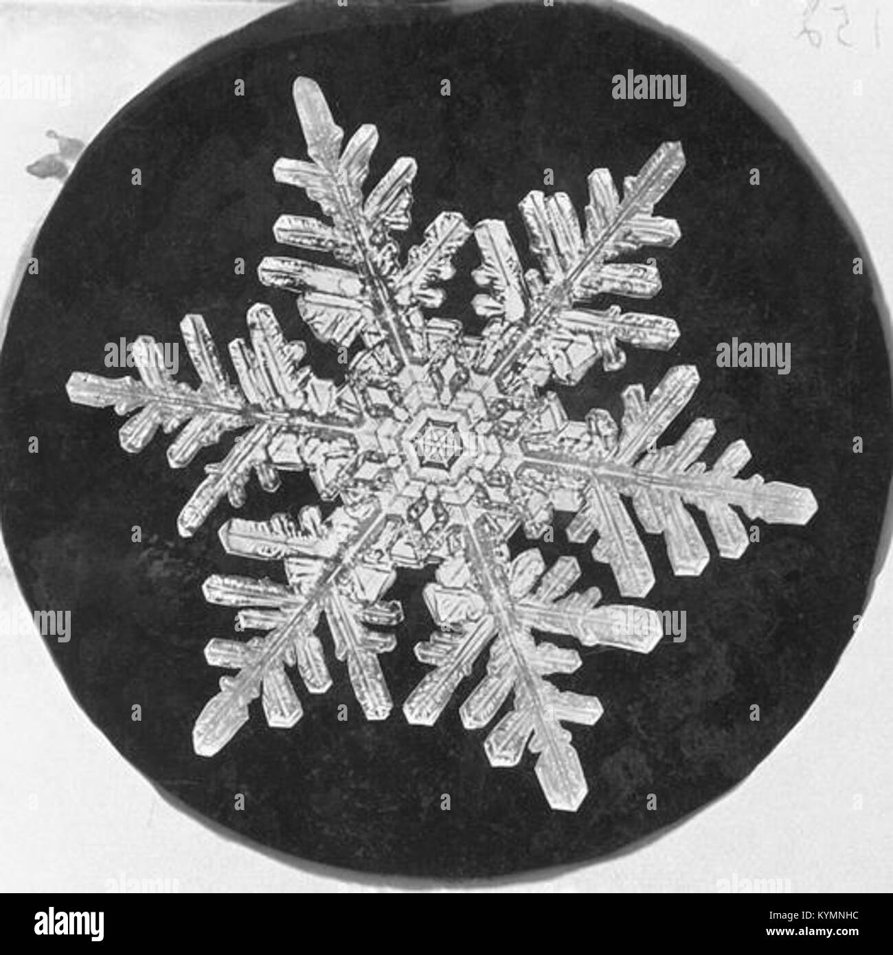 A scientific study titled 'Snowflake Study' showcasing the intricate ...