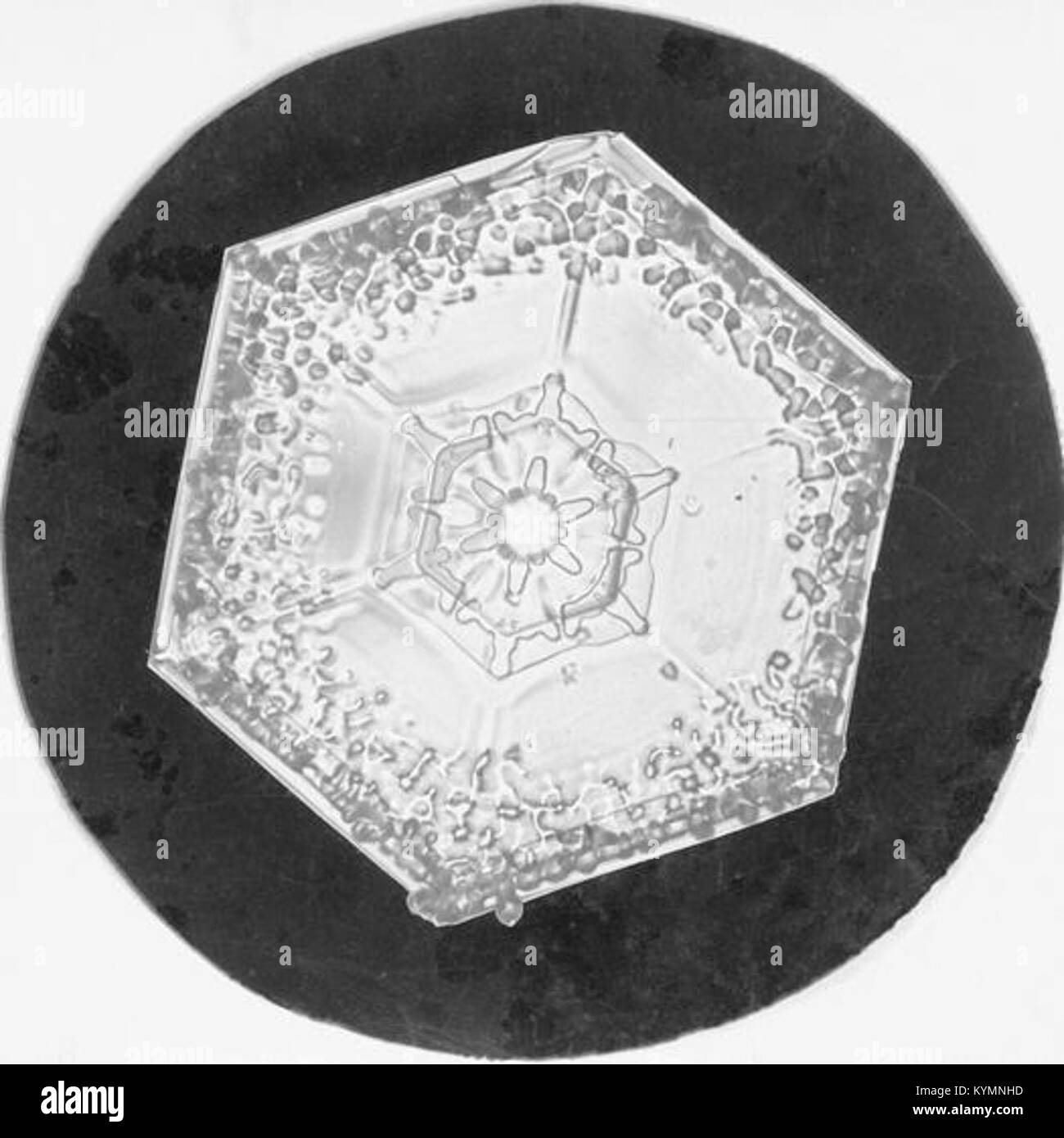 This image shows a detailed study of snowflakes, highlighting the ...