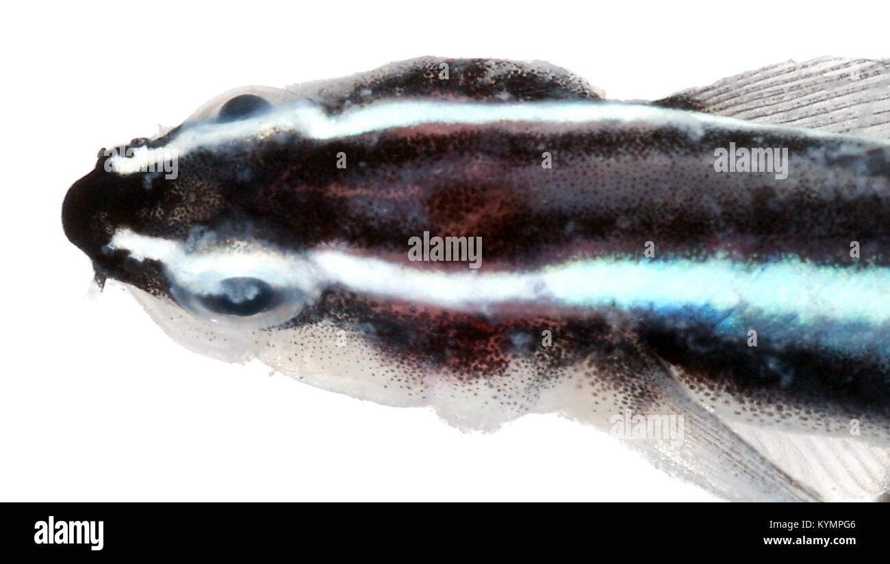 A close-up photograph of the Elacatinus oceanops, also known as the ...