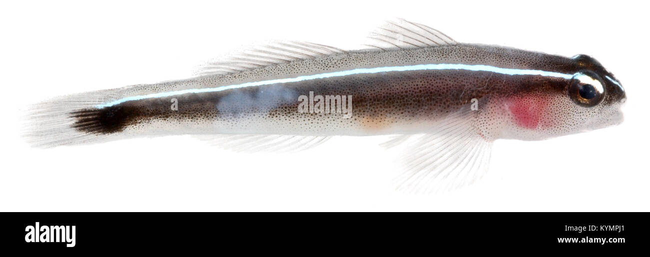 Aquatic life in red Cut Out Stock Images & Pictures - Alamy