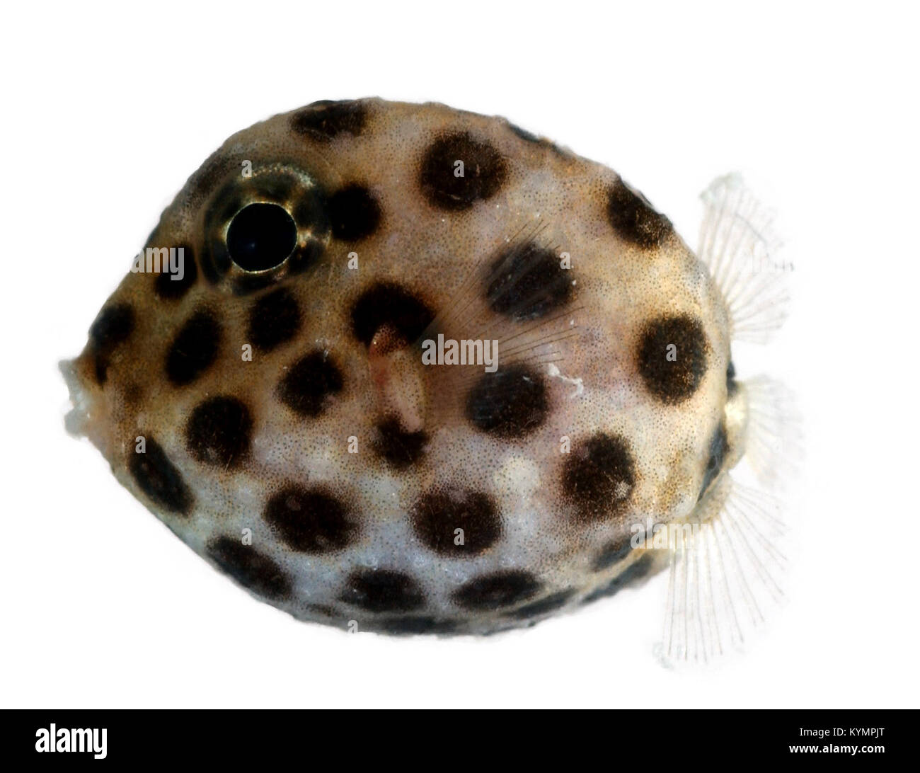 Photograph of a juvenile boxfish, belonging to the Ostraciidae family ...