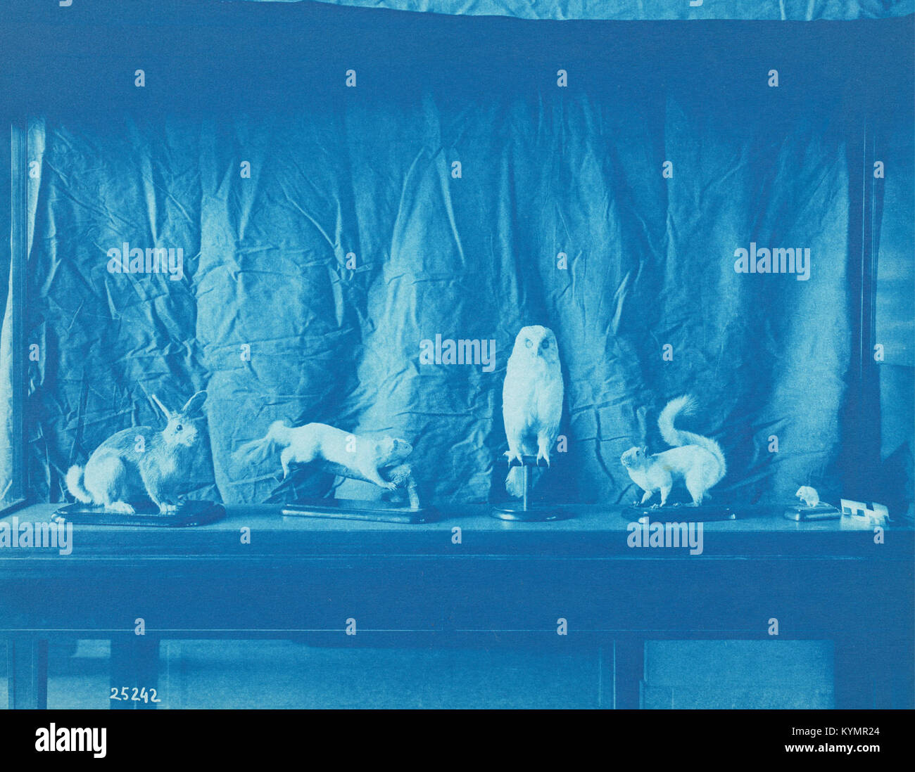 Photograph of a 1906 exhibition featuring stuffed animal installations ...