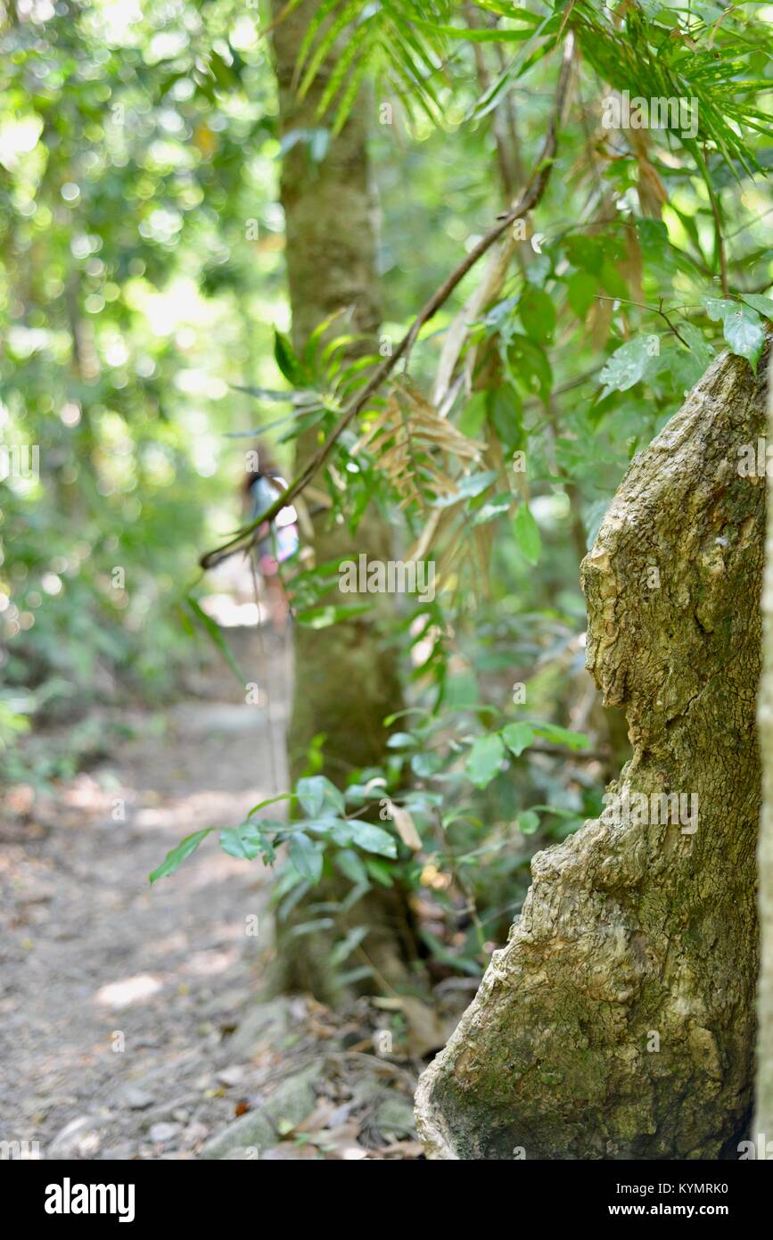 Dappled shade along a walking track, Finch Hatton Gorge, Queensland ...