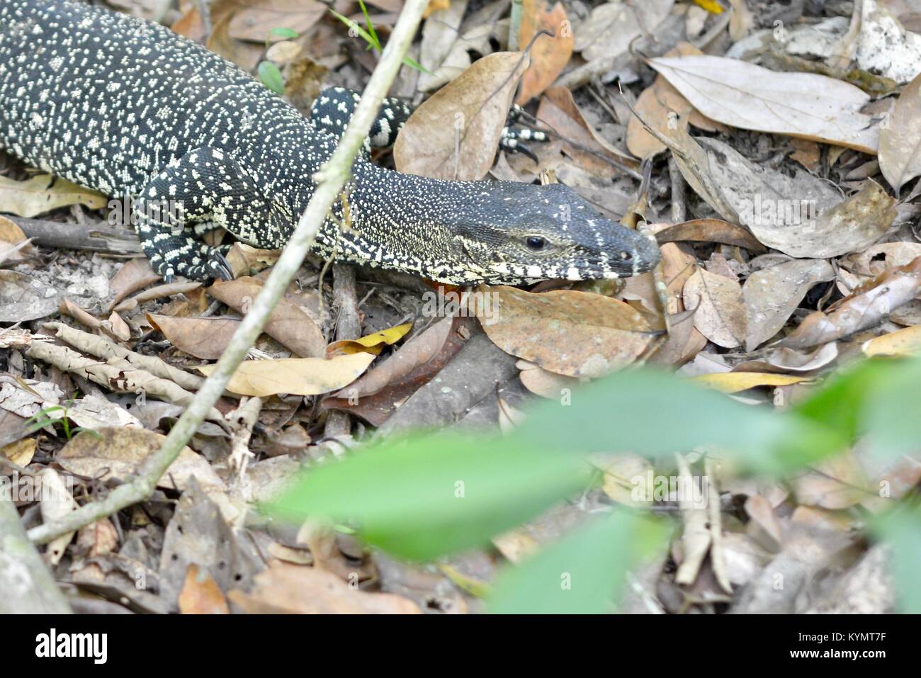 Australia goanna lizard reptile lace monitor lizard queensland hi-res ...