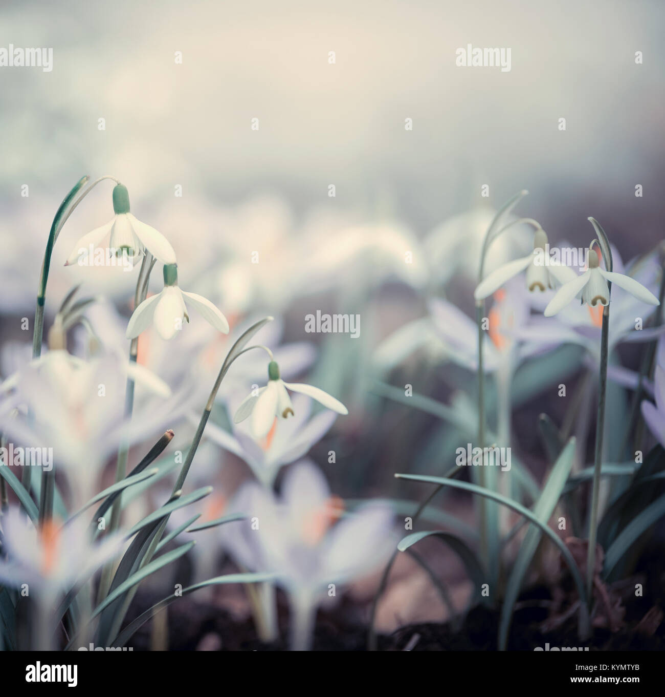 Springtime background with spring flowers, outdoor nature Stock Photo ...