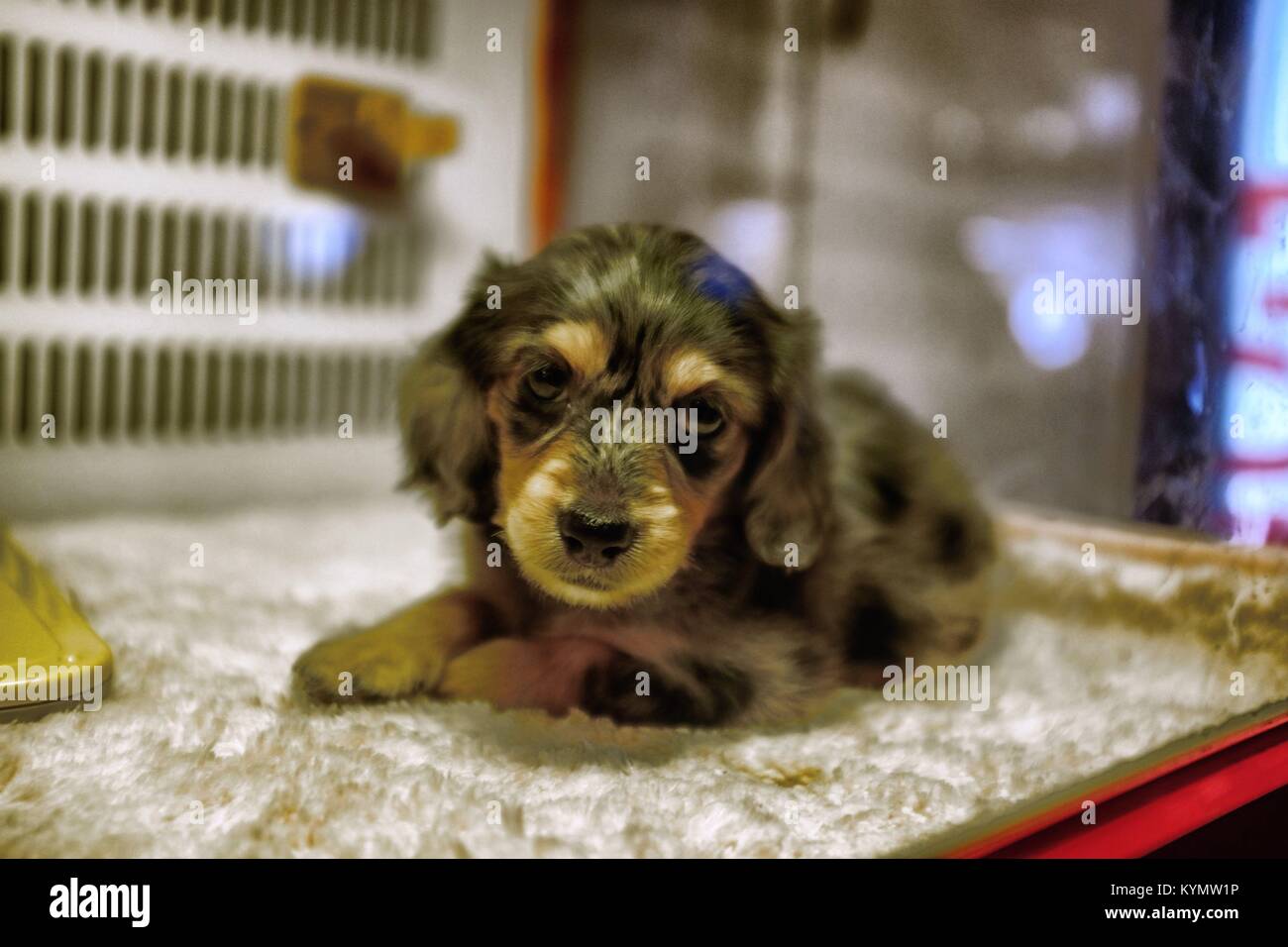 Puppy for sale Stock Photo - Alamy