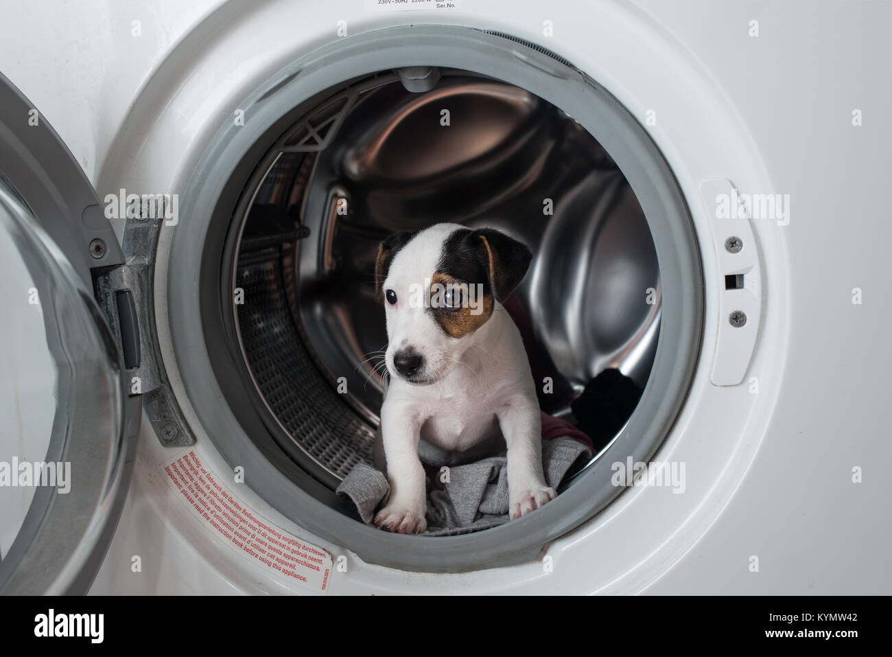 A cute Jack Russell puppy in a washer with laundry Stock Photo - Alamy
