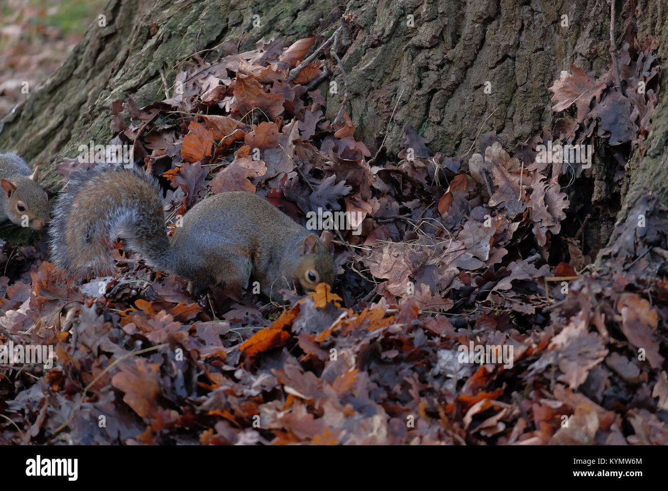 grey squirrel foraging Stock Photo - Alamy