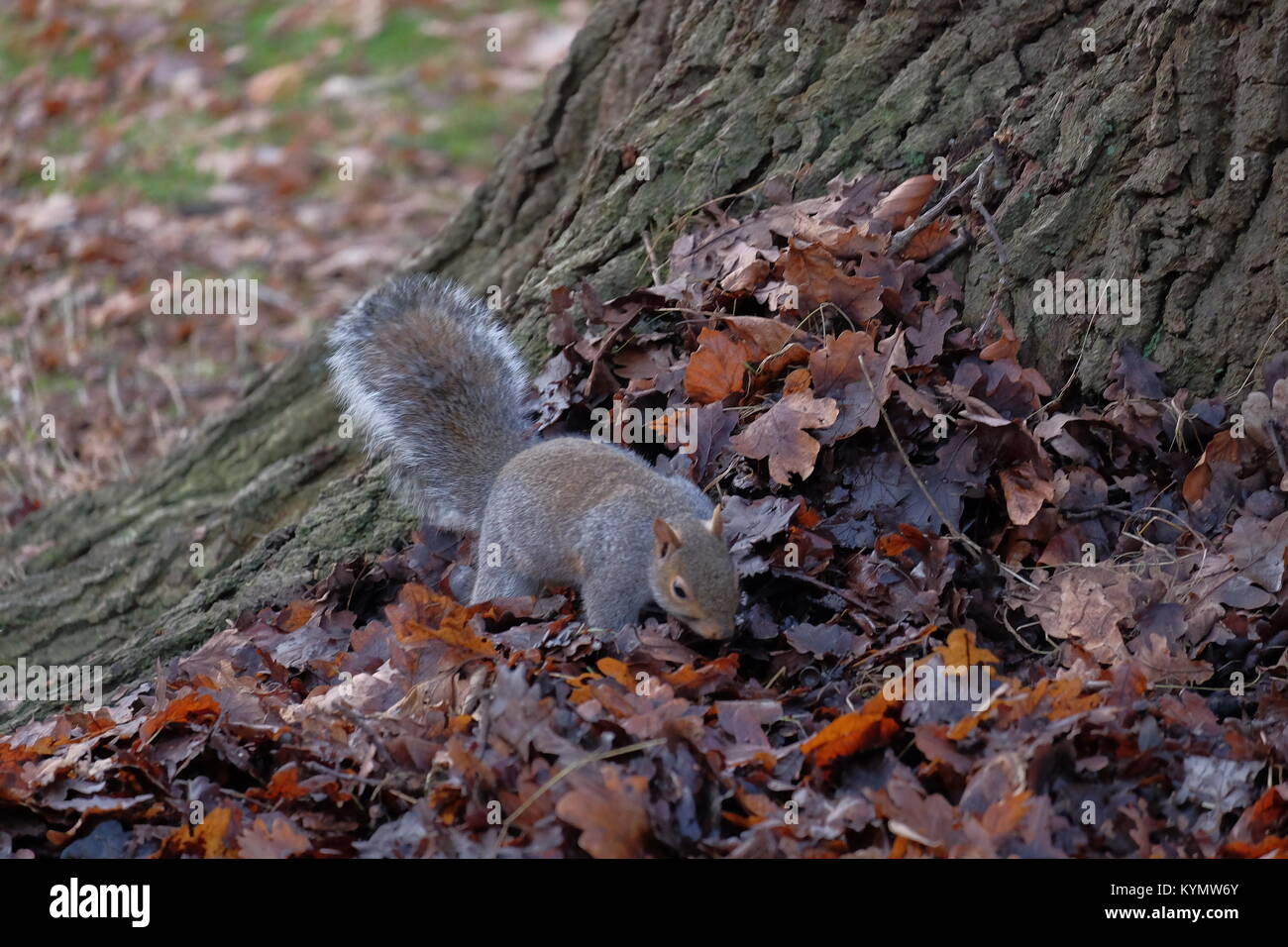 grey squirrel foraging Stock Photo - Alamy