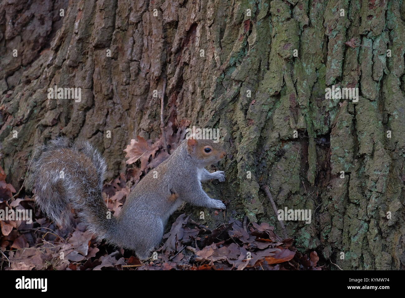 grey squirrel foraging Stock Photo - Alamy