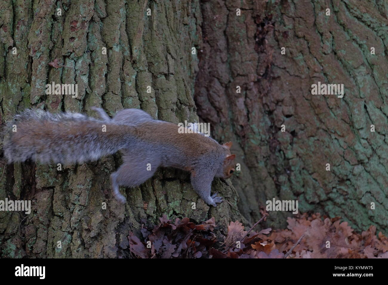 grey squirrel foraging Stock Photo - Alamy