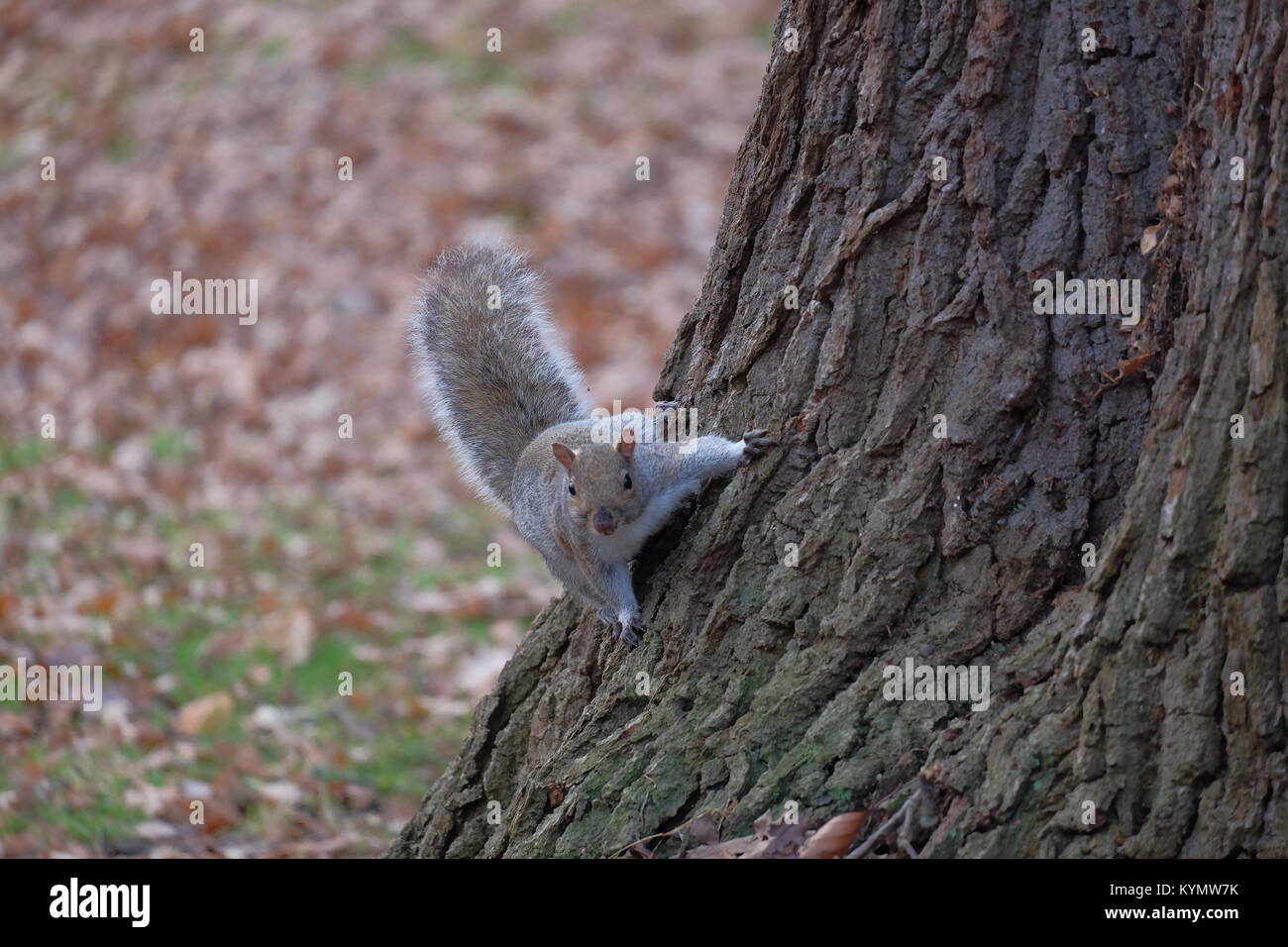 grey squirrel foraging Stock Photo - Alamy