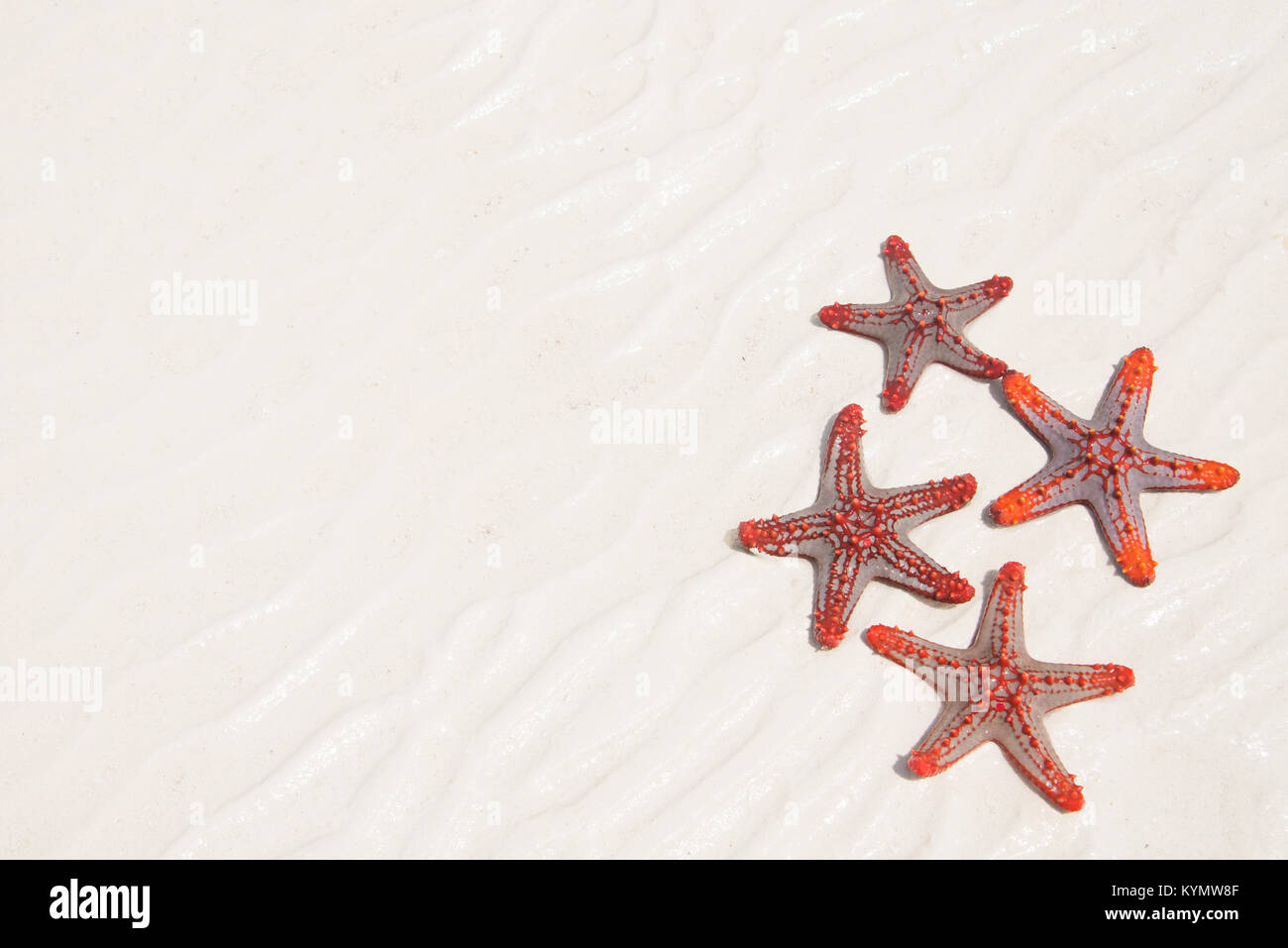 Group of starfish on sandy beach background Stock Photo - Alamy