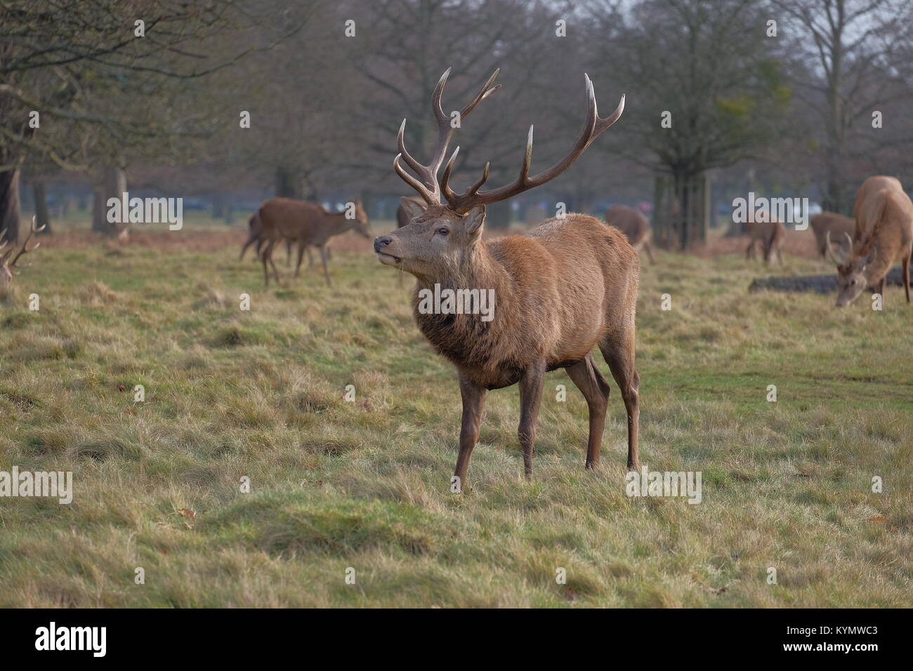 stags in bushy park Stock Photo - Alamy